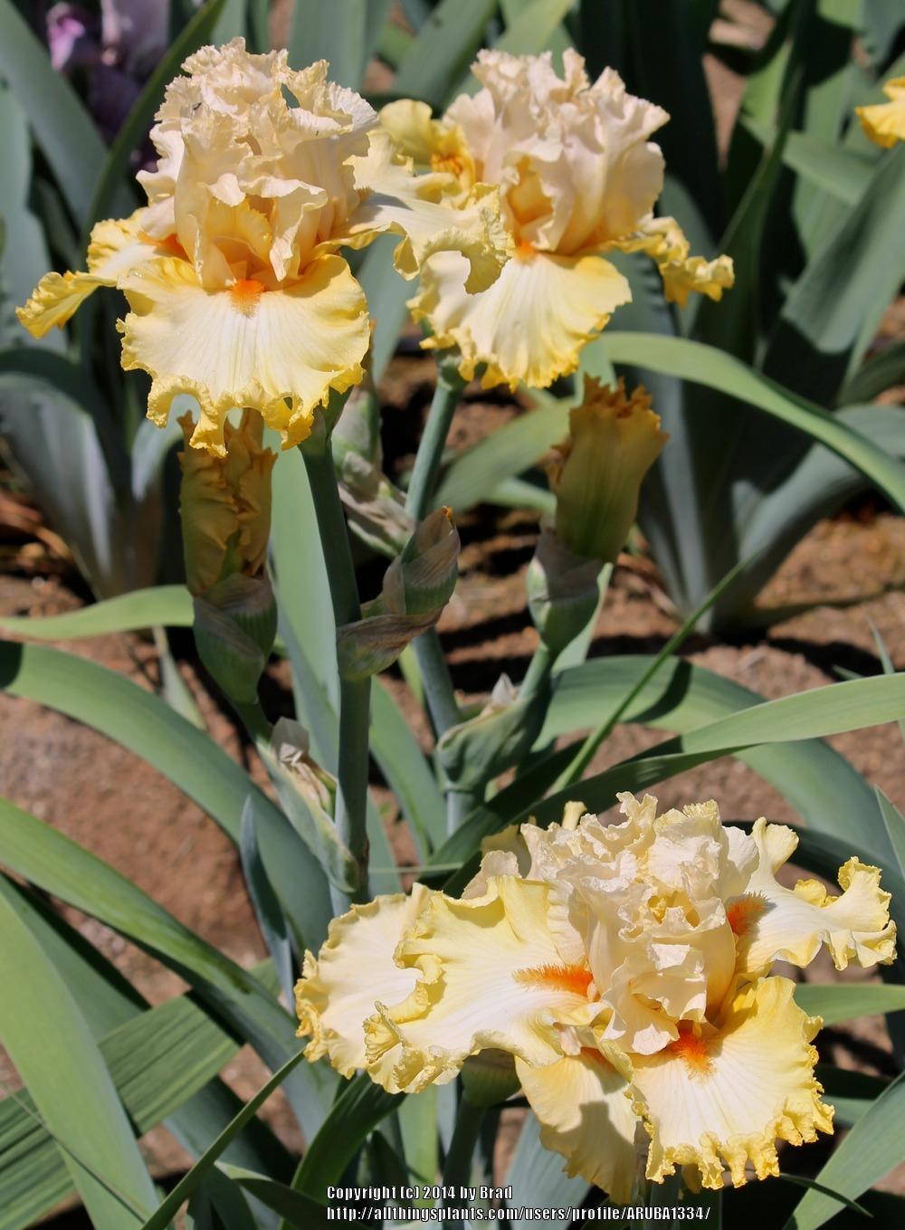 Photo of the bloom of Tall Bearded Iris (Iris 'Dance Til Dawn') posted ...