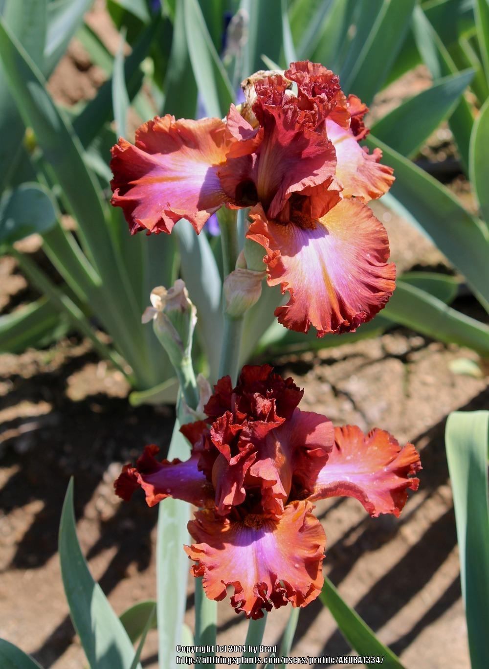 Photo of the bloom of Tall Bearded Iris (Iris 'Mad World') posted by ...