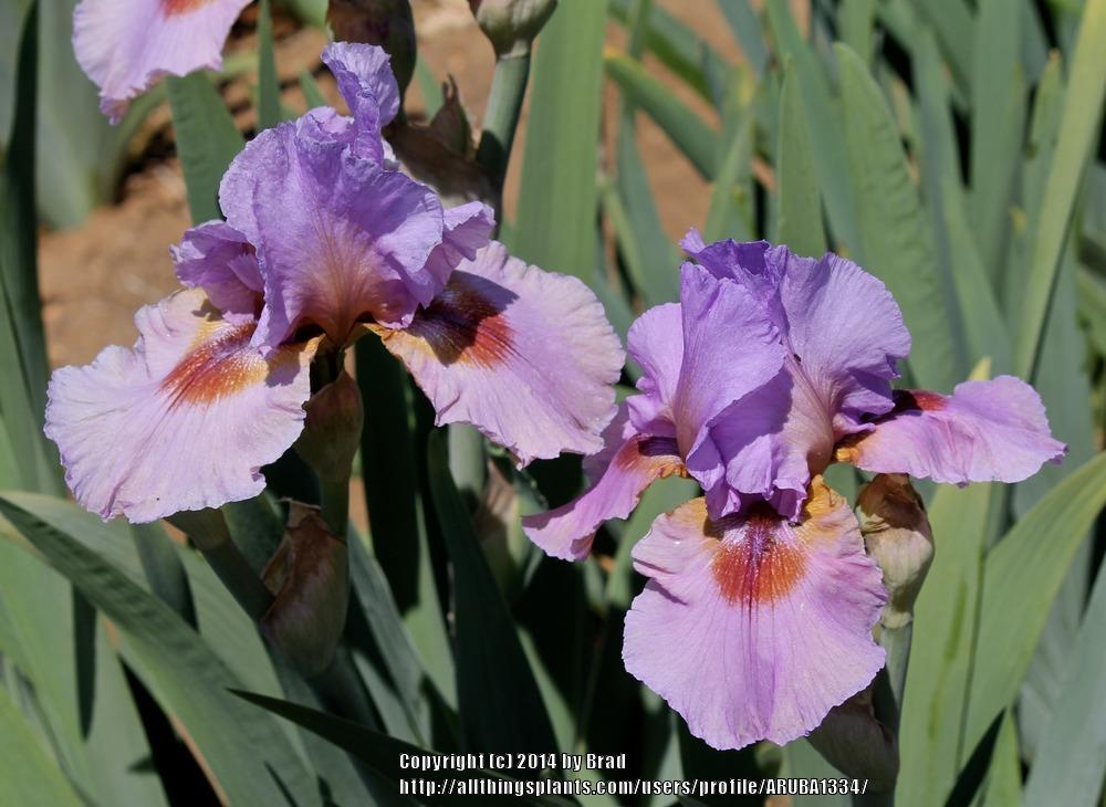 Arilbred Iris (Iris 'Pride of Alabama') in the Irises Database - Garden.org