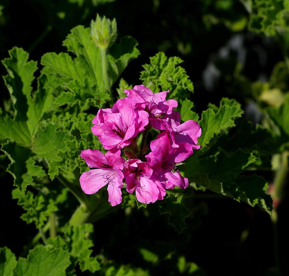 Pelargoniums: Plant Care and Collection of Varieties - Garden.org