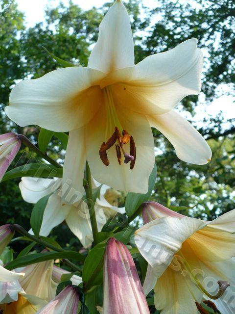 Lily (Lilium 'High Tea') in the Lilies Database - Garden.org