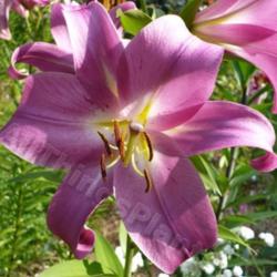 Photo of the bloom of Lily (Lilium 'Competition') posted by Joy ...