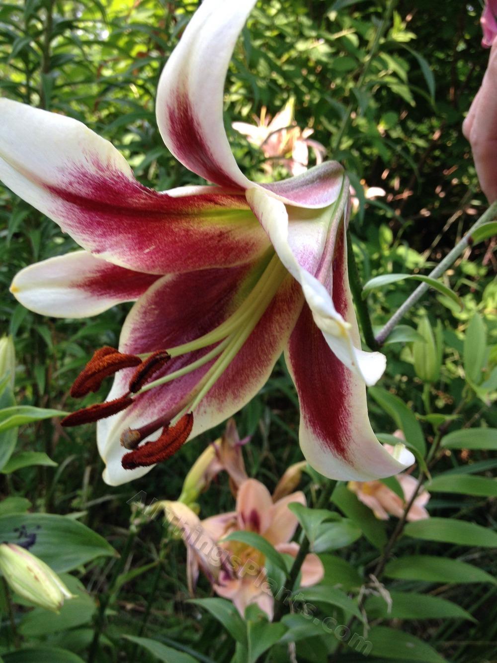 Photo of the bloom of Lily (Lilium 'Bell Tower') posted by ...
