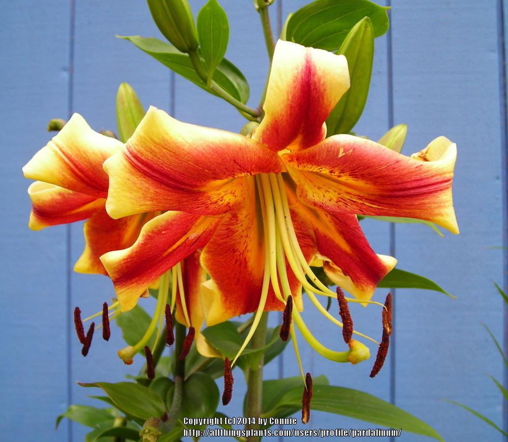 OT Hybrid (Lilium 'Alchemy') in the Lilies Database - Garden.org