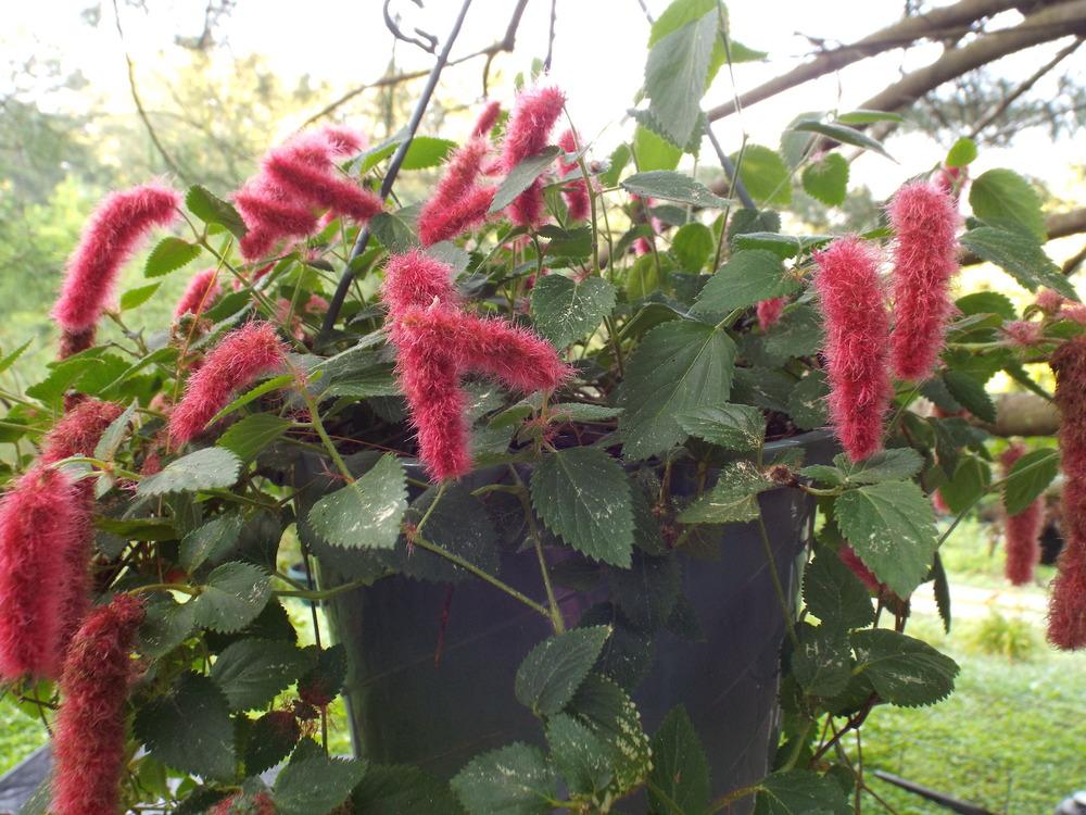 Photo of the entire plant of Dwarf Chenille (Acalypha chamaedrifolia ...