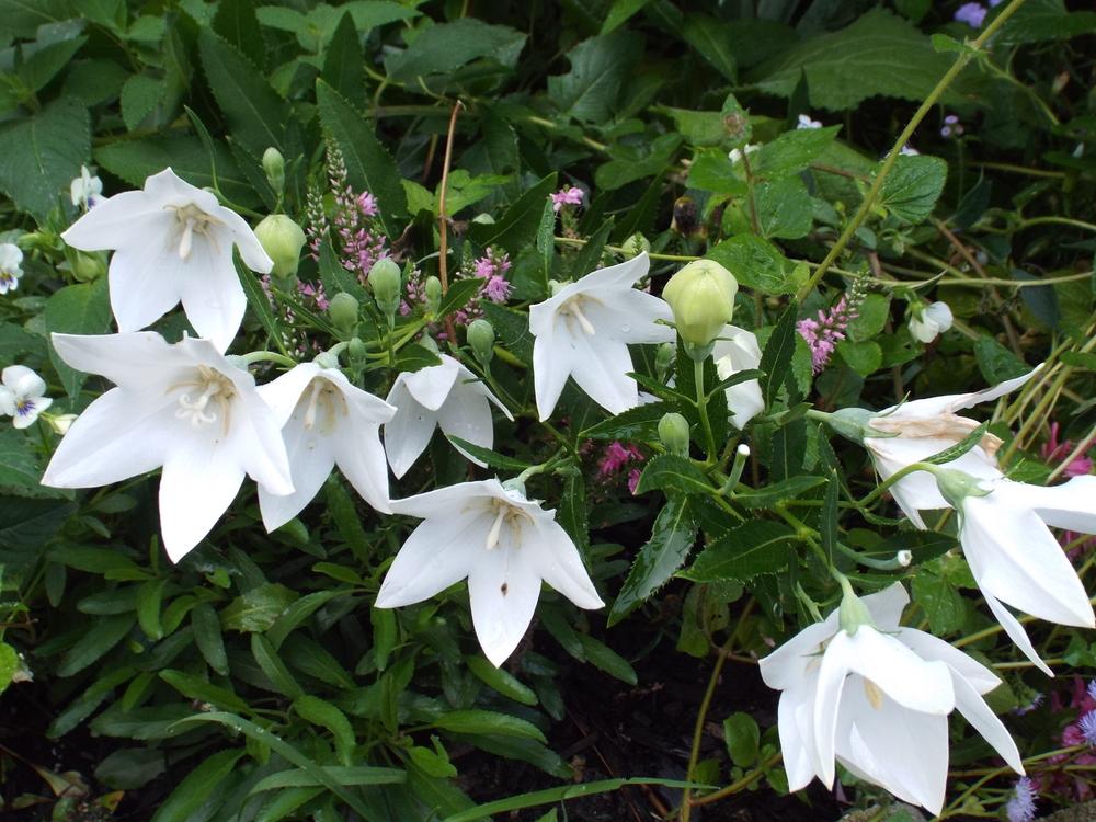 Photo of the entire plant of Balloon Flower (Platycodon grandiflorus ...