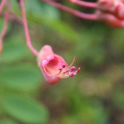 Uhiuhi (Mezoneuron kauaiense) - Garden.org