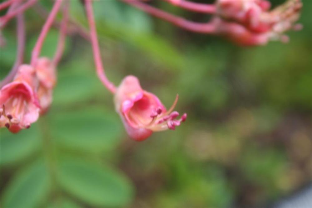 Uhiuhi (Mezoneuron kauaiense) - Garden.org