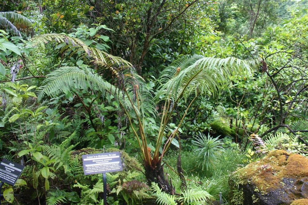 Laua e-o-Makana (Microsorum spectrum) - Garden.org