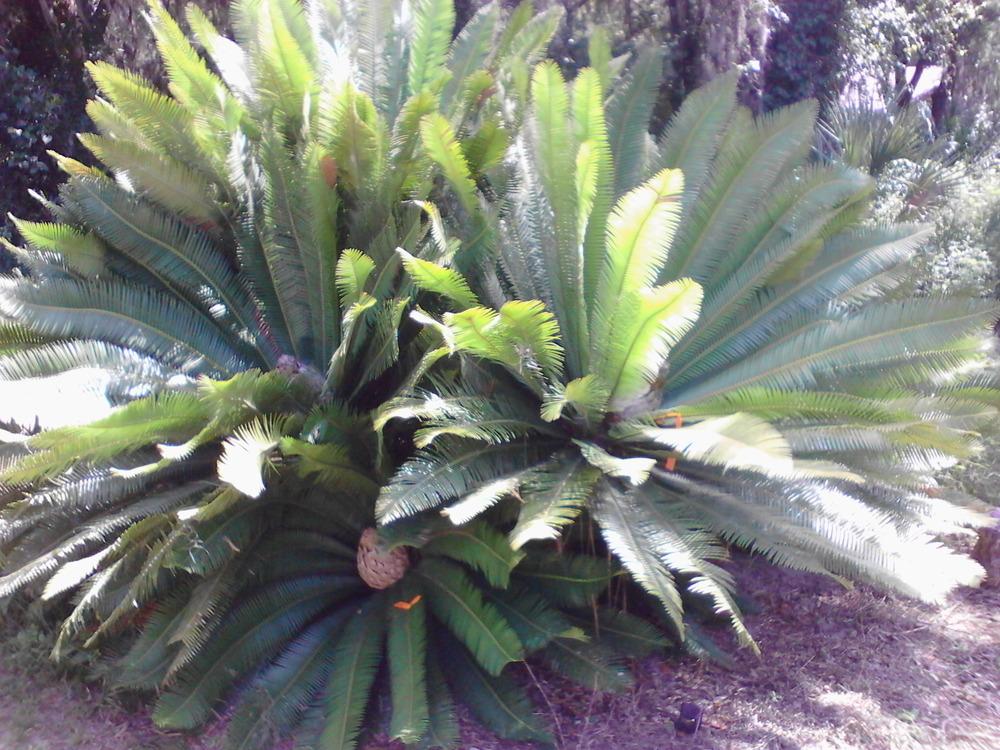 Photo of the entire plant of Chestnut Dioon (Dioon edule) posted by ...