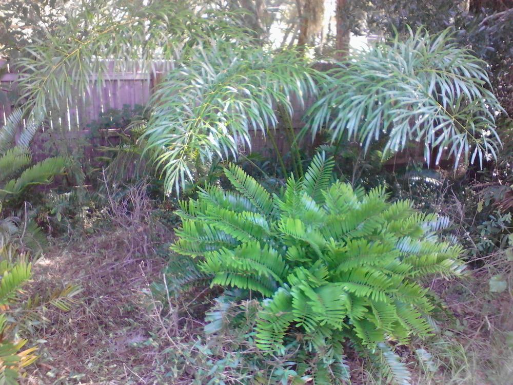 Multipinnate Cycad (Cycas debaoensis) - Garden.org