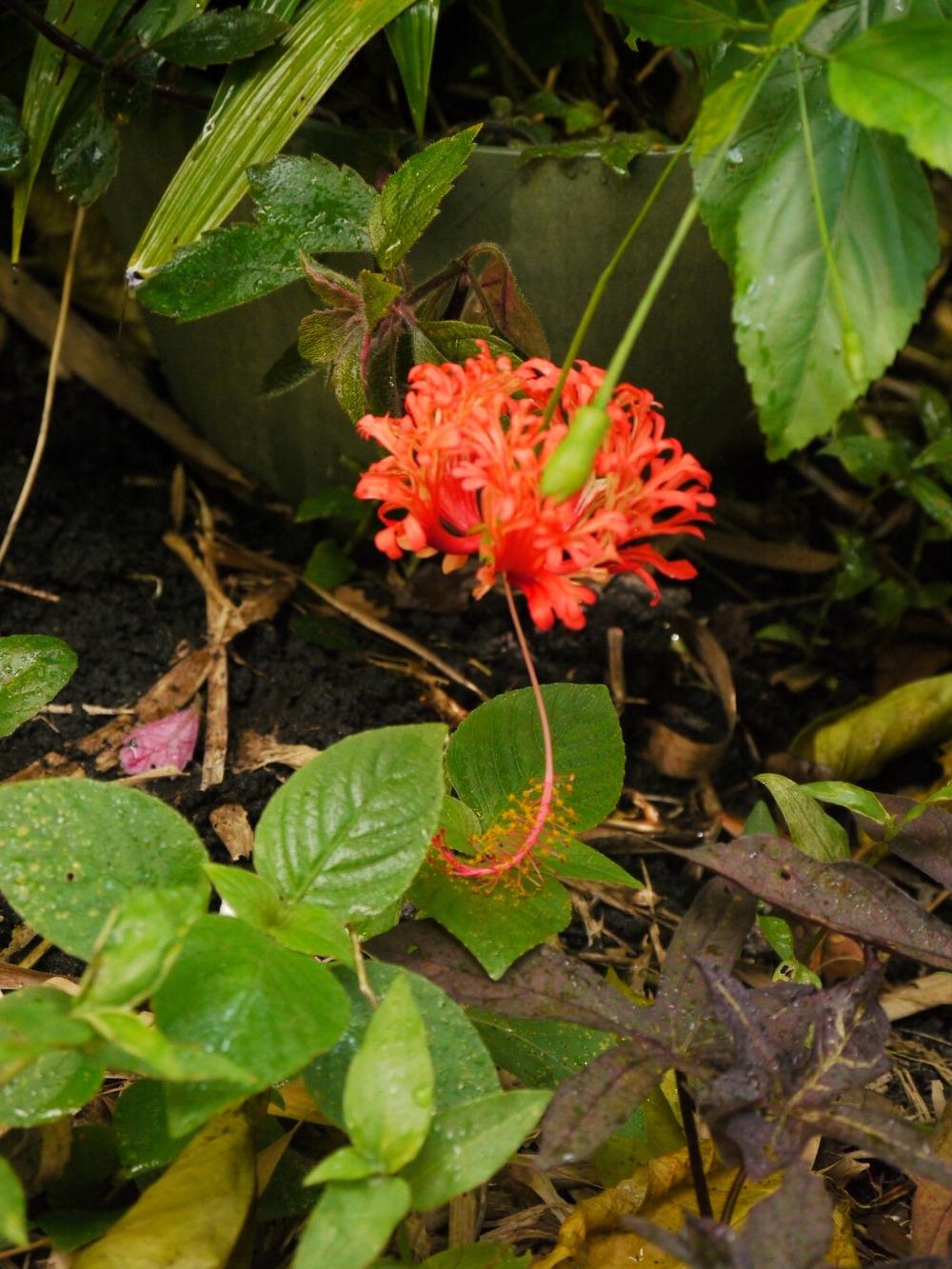 Photo of the bloom of Chinese Lanterns (Hibiscus schizopetalus) posted ...