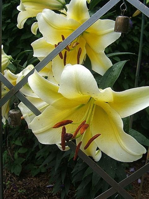 Photo of the stamens, filaments and pistils of Lily (Lilium 'Conca d'Or ...