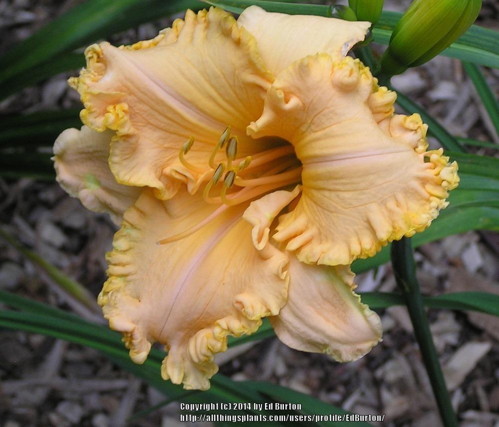 Daylily (Hemerocallis 'Chicken Feathers') in the Daylilies Database - Garden.org