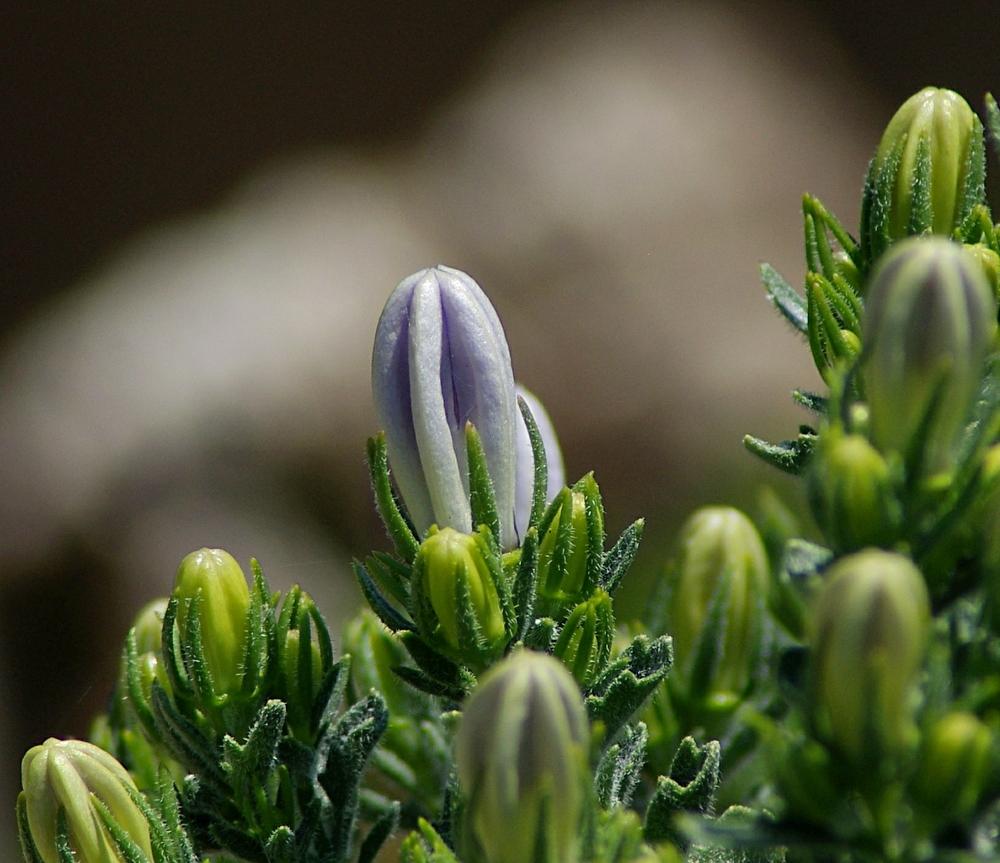 Bellflowers: Plant Care and Collection of Varieties - Garden.org