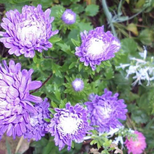 Aster (Callistephus chinensis 'Tiger Paws') - Garden.org