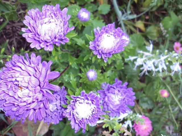 Aster (Callistephus chinensis 'Tiger Paws') - Garden.org