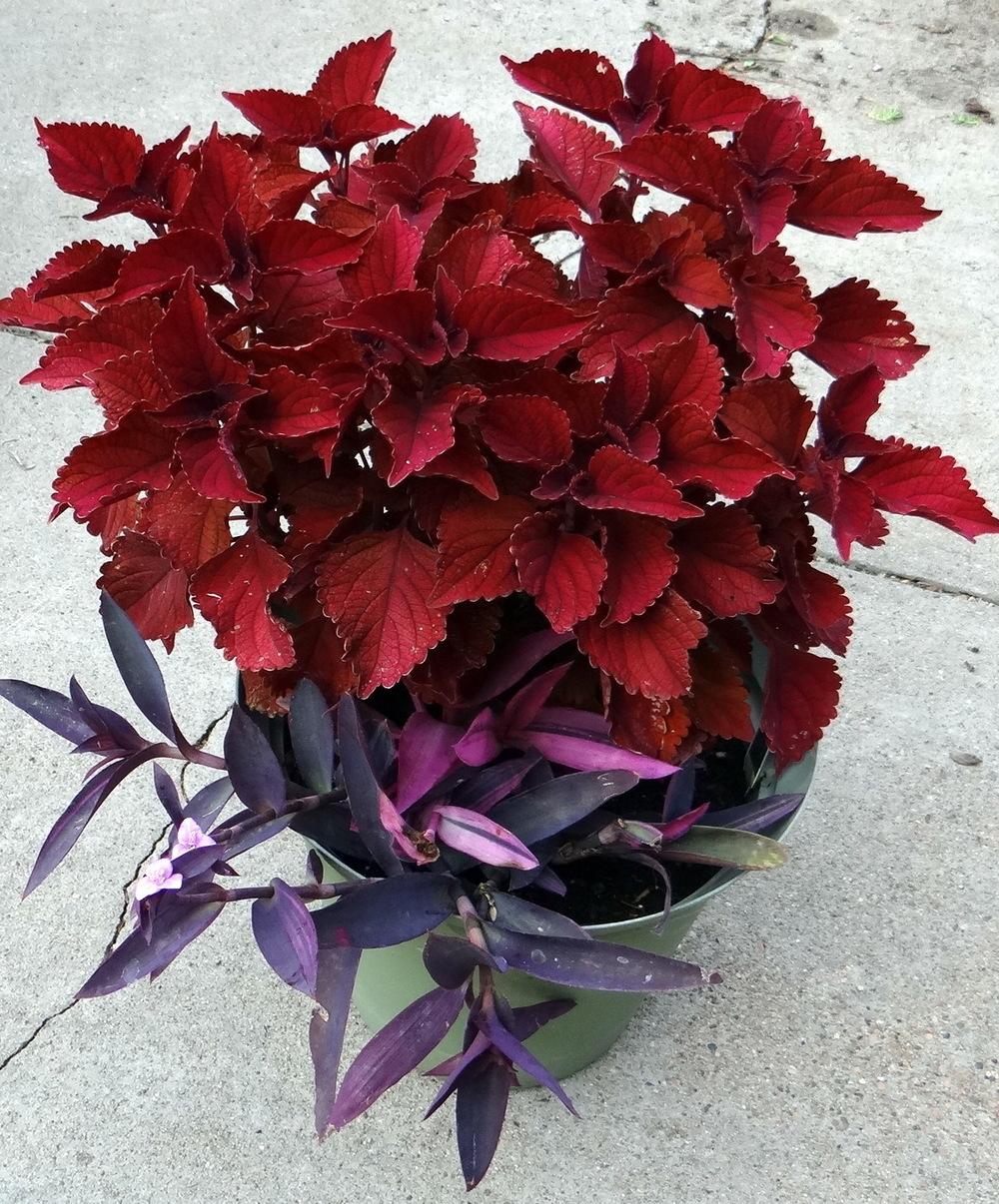 Photo of the entire plant of Coleus (Coleus scutellarioides Main Street ...