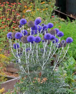Photo of the entire plant of Small Globe Thistle (Echinops ritro subsp ...