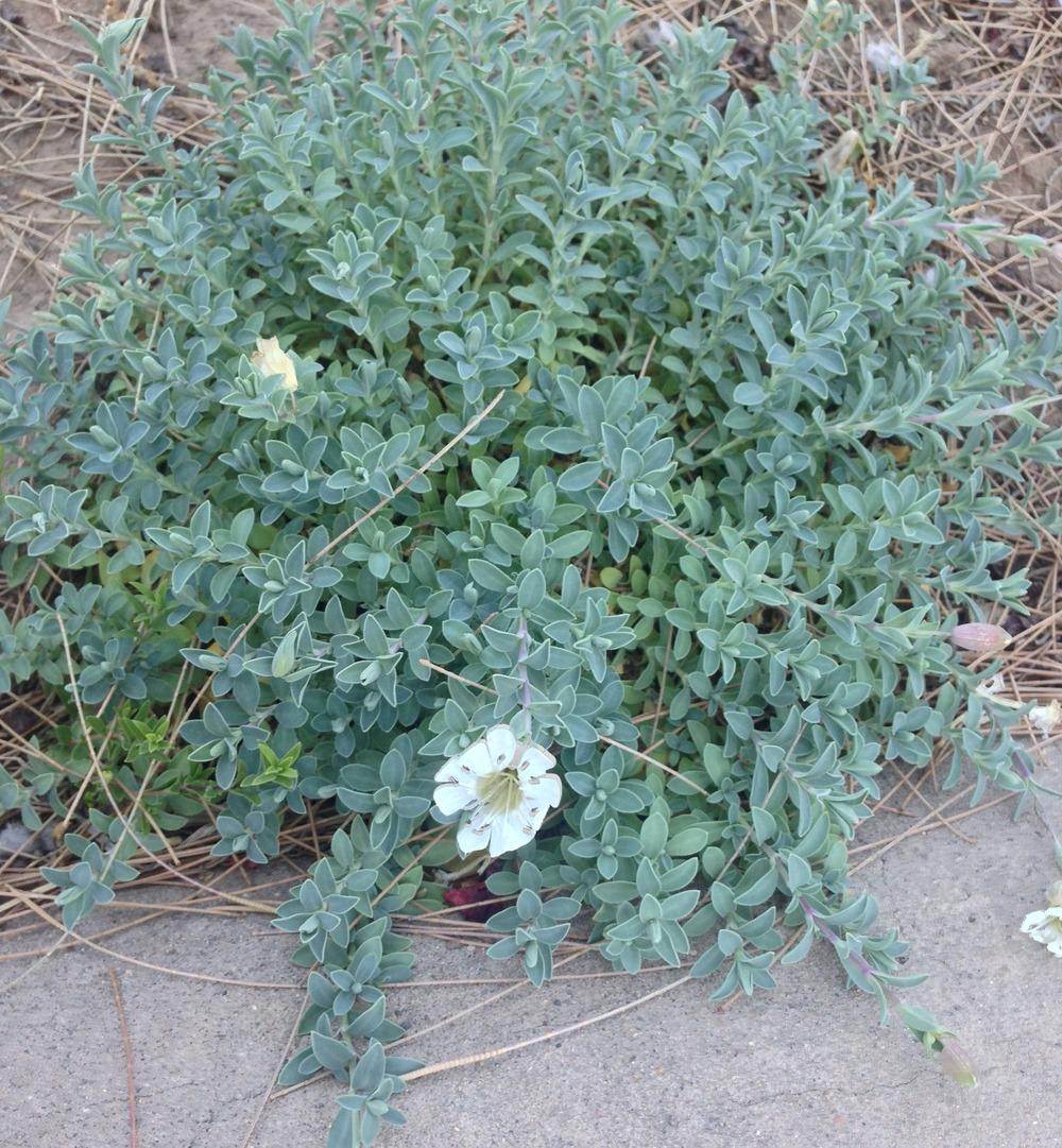 Sea Campion (Silene uniflora 'Compacta') - Garden.org