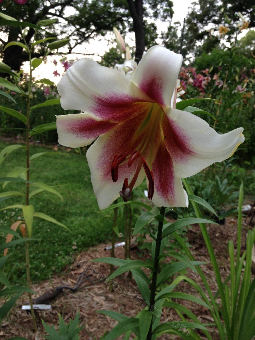 Photo of the bloom of Lily (Lilium 'Passion Moon') posted by ...
