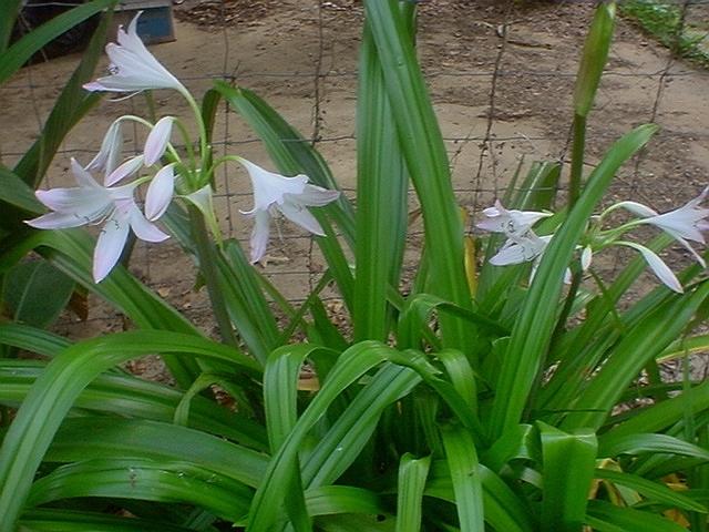 Crinum Lily (Crinum 'Summer Nocturne') in the Crinums Database - Garden.org