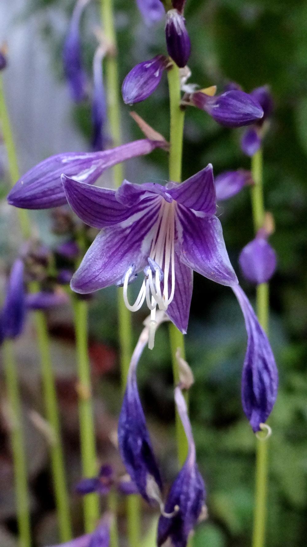 Hosta 'Hydon Sunset' in the Hostas Database - Garden.org