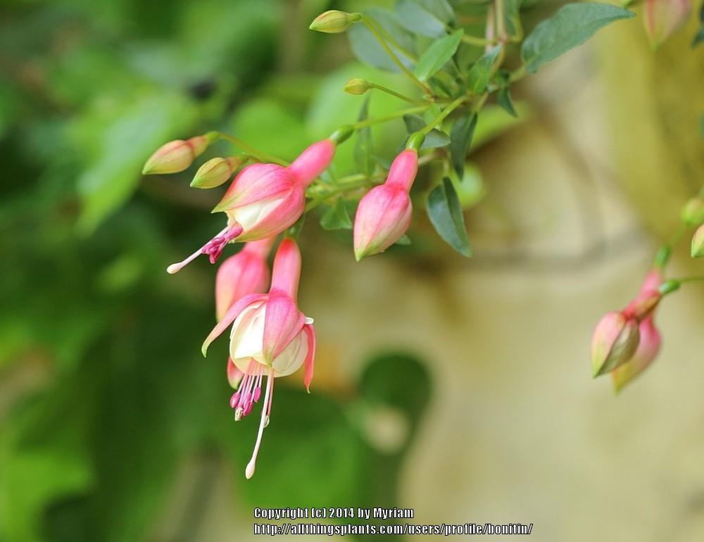 Photo of the bloom of Fuchsia 'Patio Princess' posted by bonitin ...