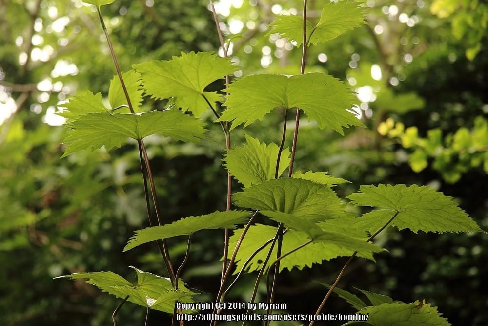 Ligularias: Plant Care and Collection of Varieties - Garden.org