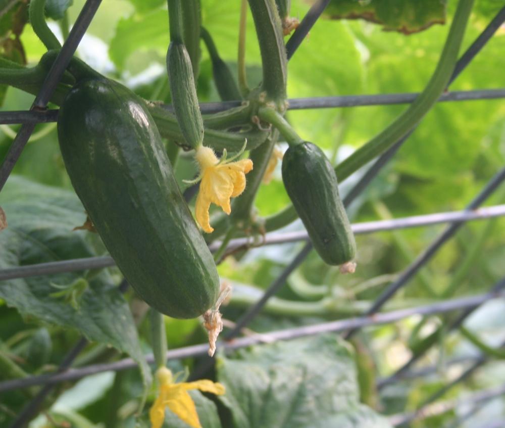 Cucumber (Cucumis sativus 'Iznik') in the Cucumbers Database - Garden.org