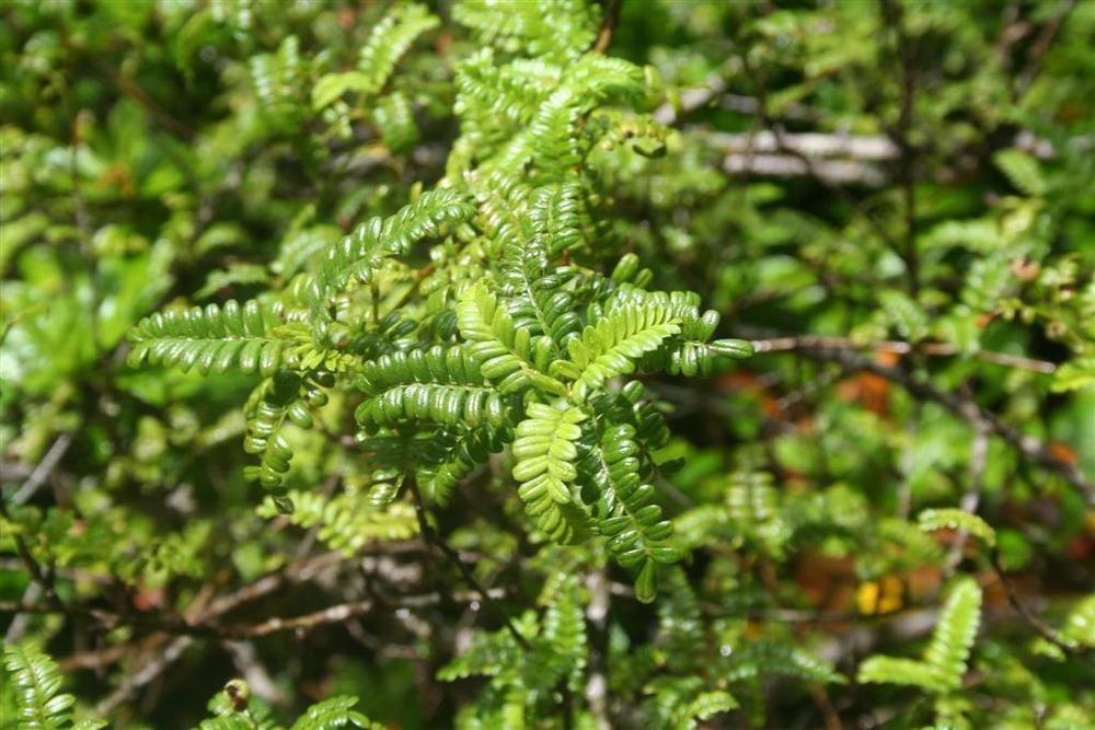 Photo of the leaves of ʻUlei (Osteomeles anthyllidifolia) posted by ...