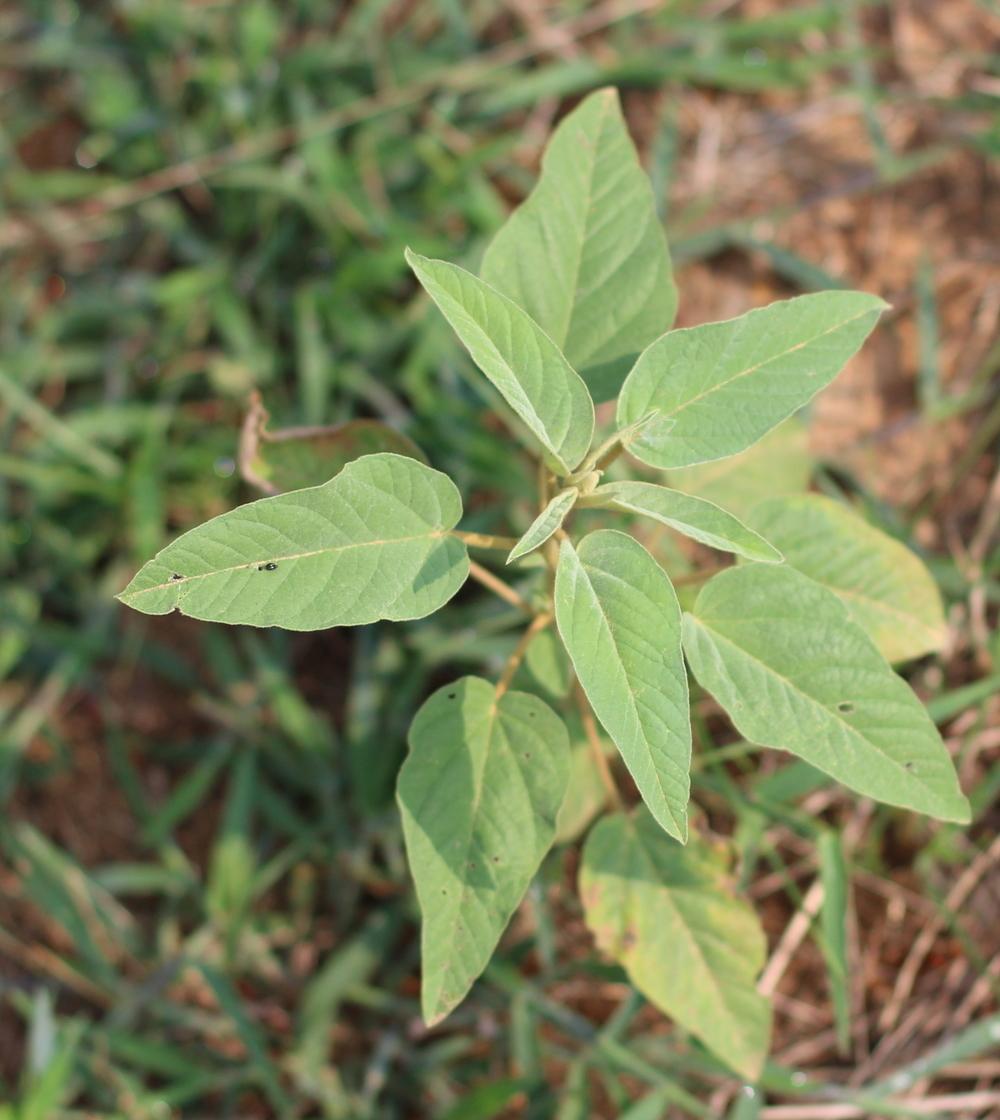 Photo of the entire plant of Hogwort (Croton capitatus) posted by dave ...