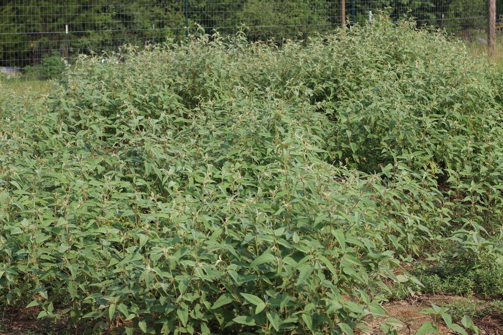 Photo of the entire plant of Hogwort (Croton capitatus) posted by dave ...