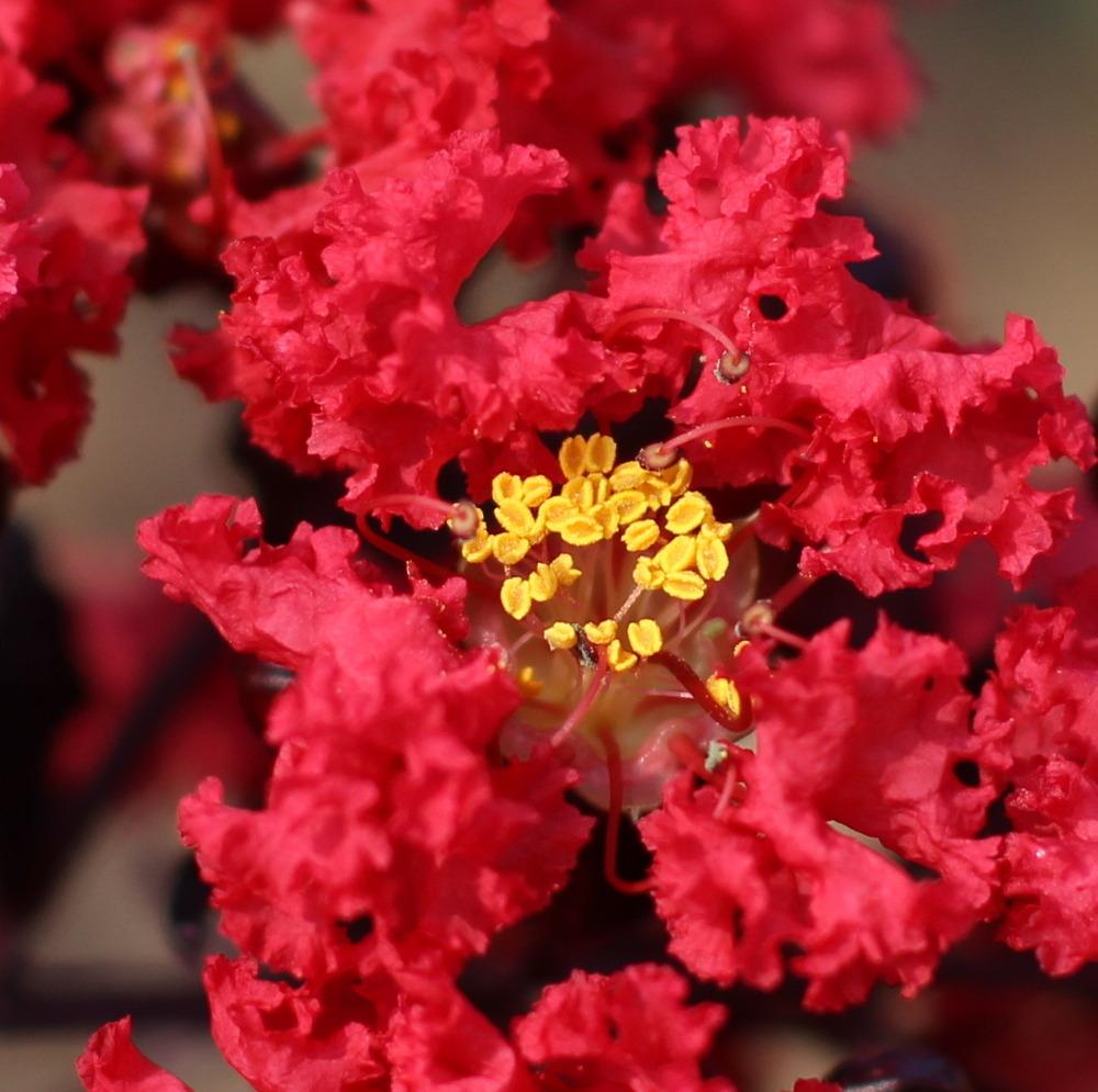Crepe Myrtles: Plant Care and Collection of Varieties - Garden.org