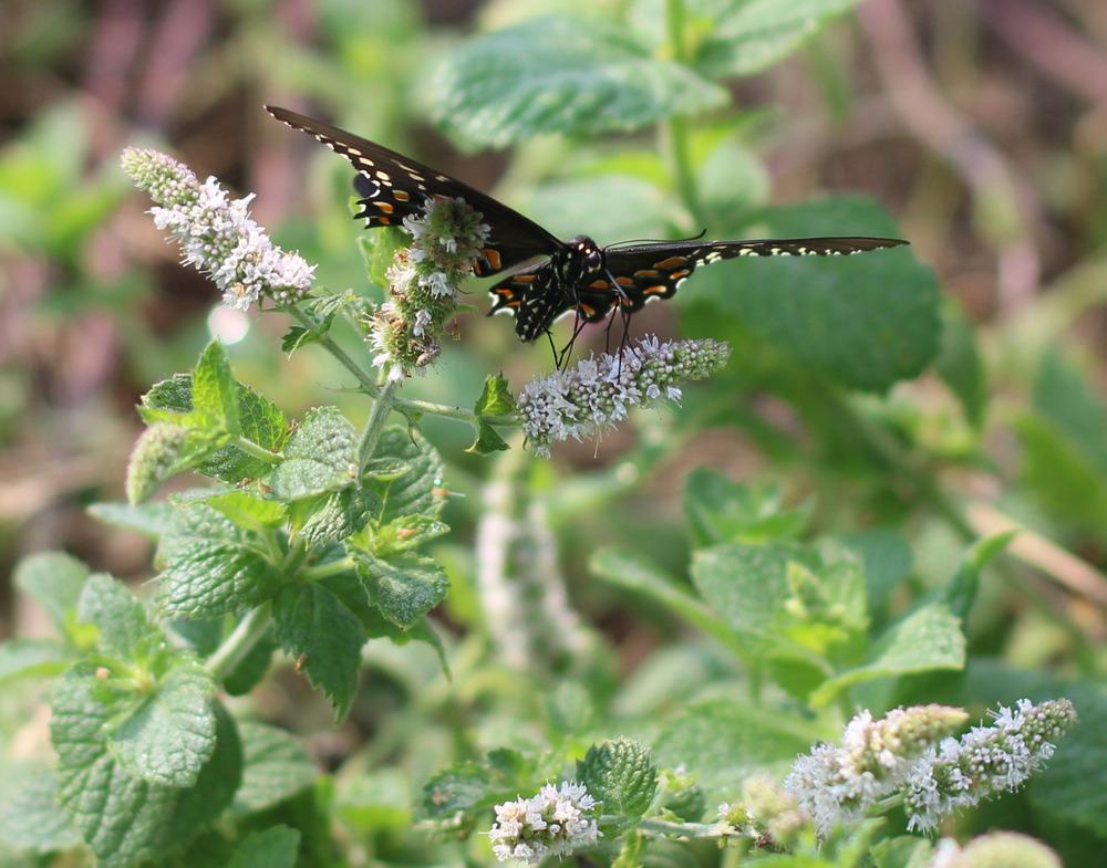 Mints: Plant Care and Collection of Varieties - Garden.org