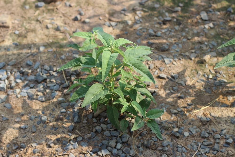 Photo of the entire plant of Hogwort (Croton capitatus) posted by dave ...