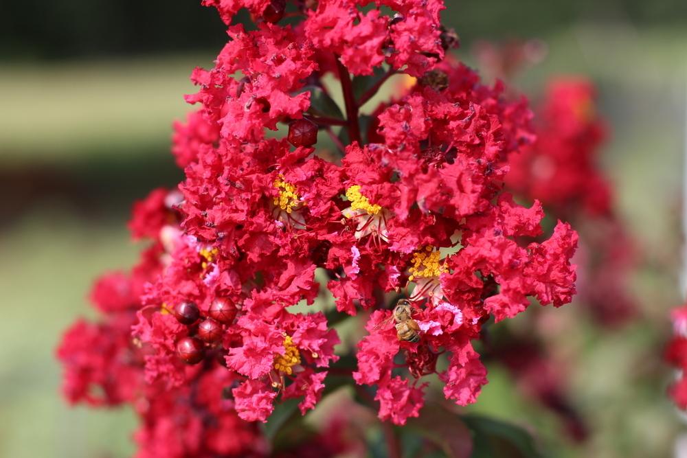 Crepe Myrtles: Plant Care and Collection of Varieties - Garden.org