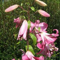 Photo of the bloom of Lily (Lilium 'Robina') posted by Debbie - Garden.org