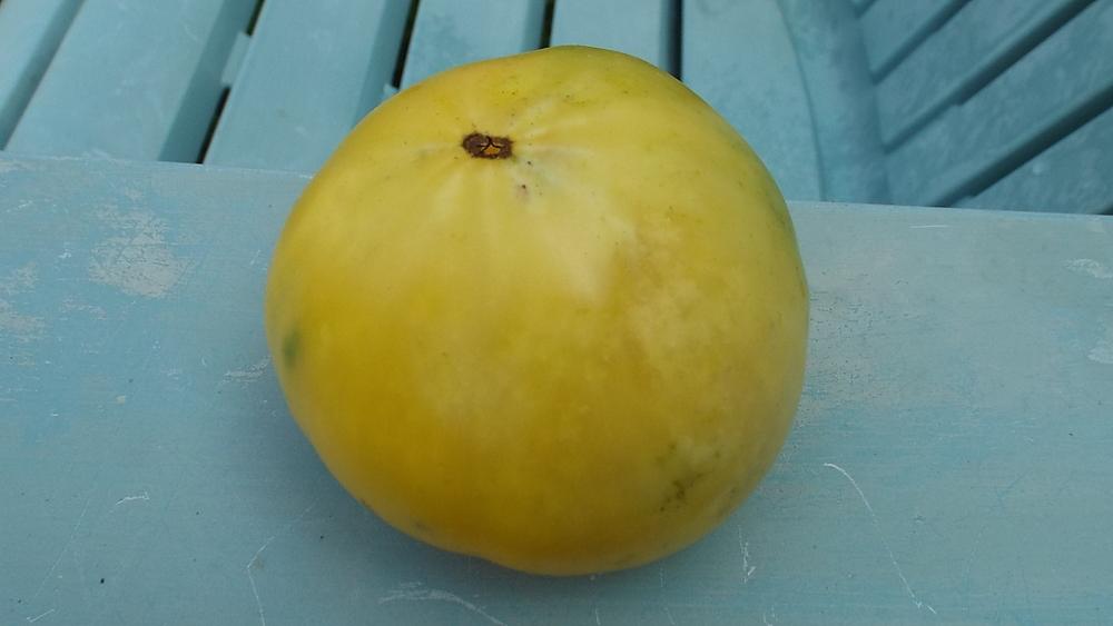Tomato (Solanum lycopersicum 'Old Yellow Candy Stripe') in the Tomatoes ...