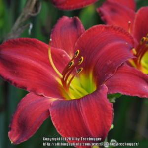 Daylily (Hemerocallis Ruby Stella ) in the Daylilies Database - Garden.org