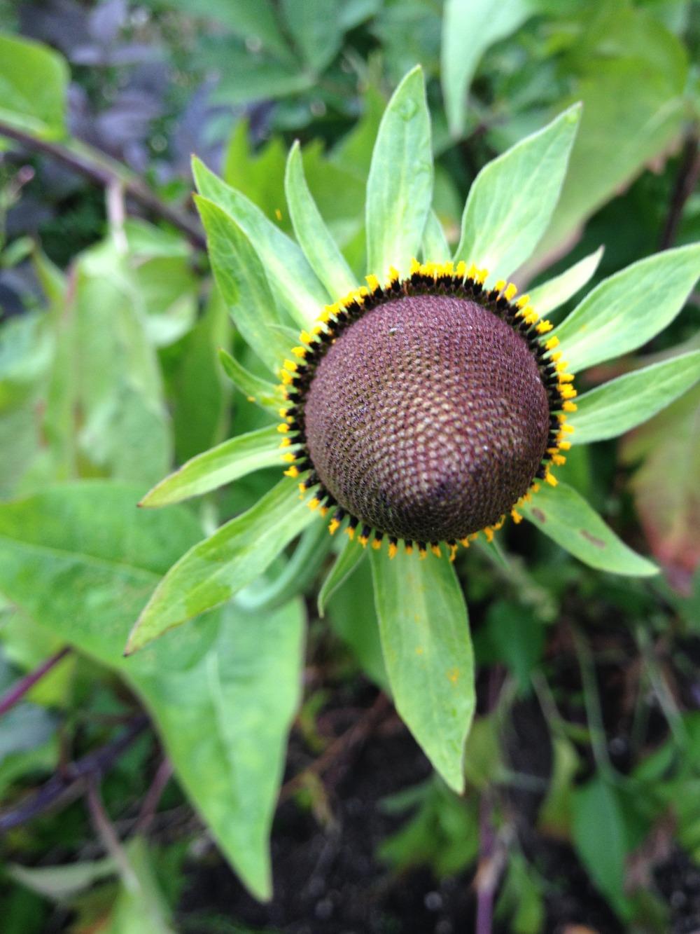 Western Coneflower (Rudbeckia occidentalis 'Green Wizard') in the Black ...