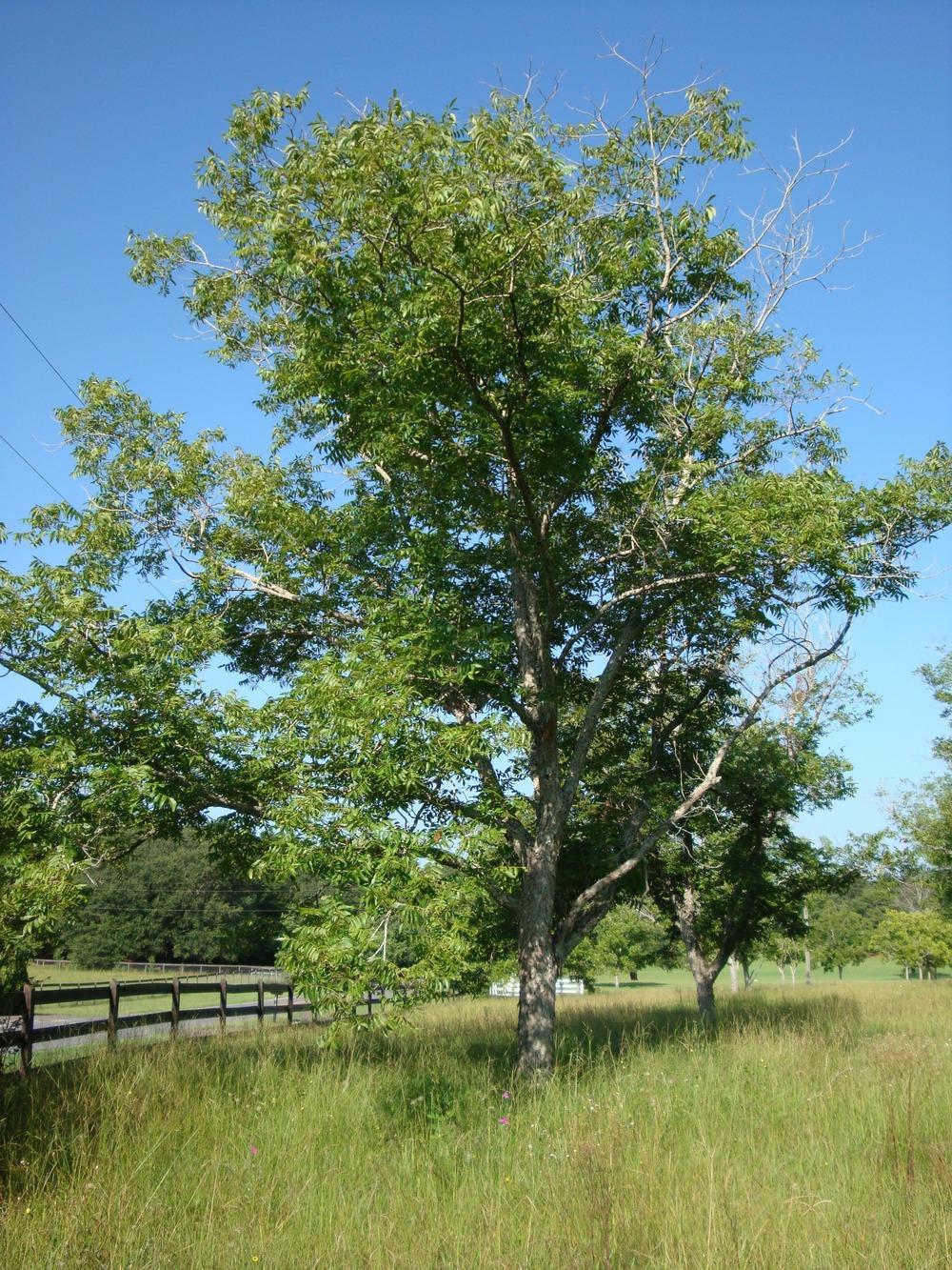 Photo of the entire plant of Northern Pecan (Carya illinoinensis ...