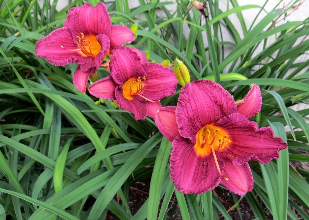 Photo of the bloom of Daylily (Hemerocallis 'Razzmatazz') posted by ...