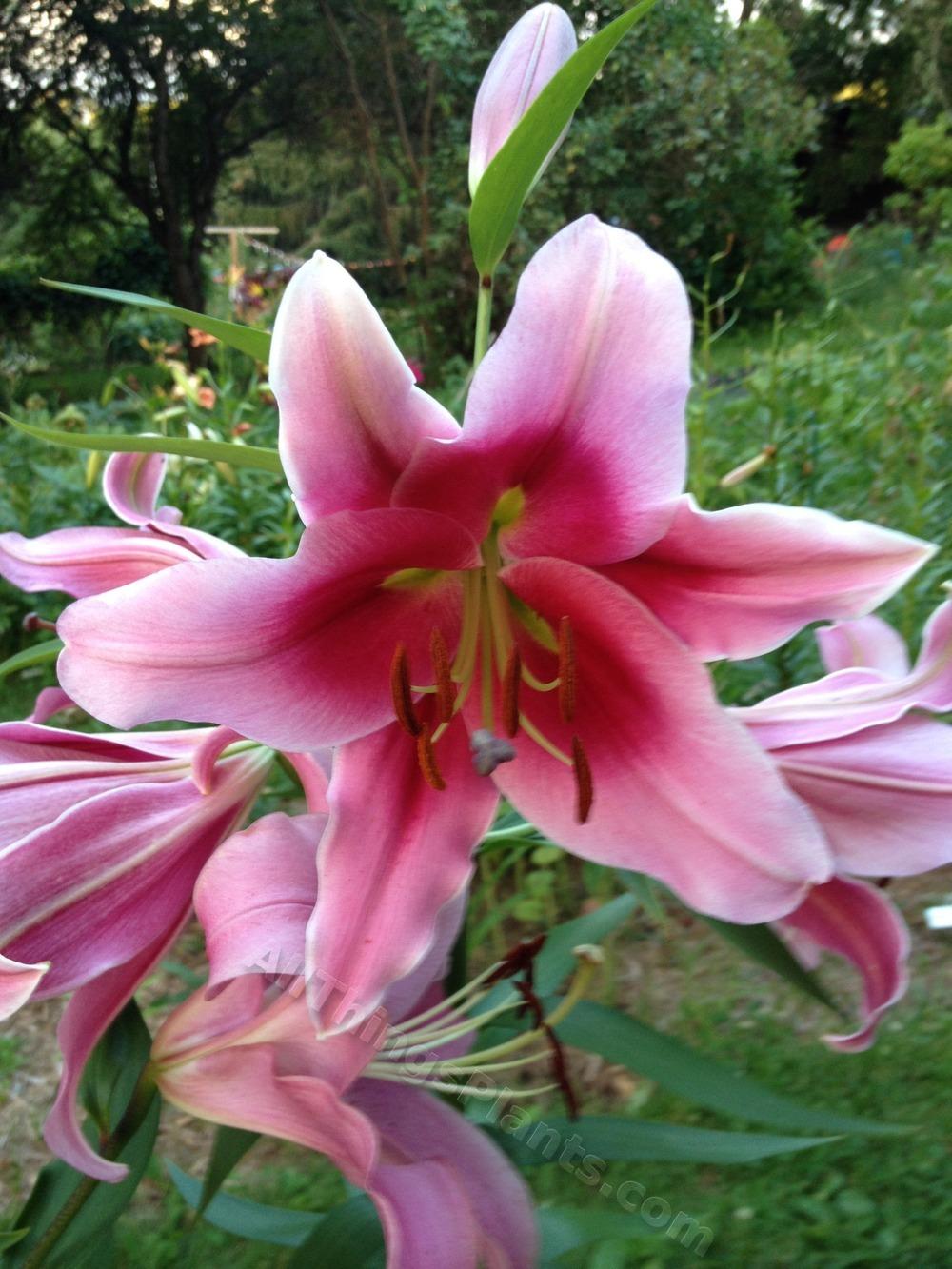 Lily (Lilium 'Pink Magic') in the Lilies Database - Garden.org