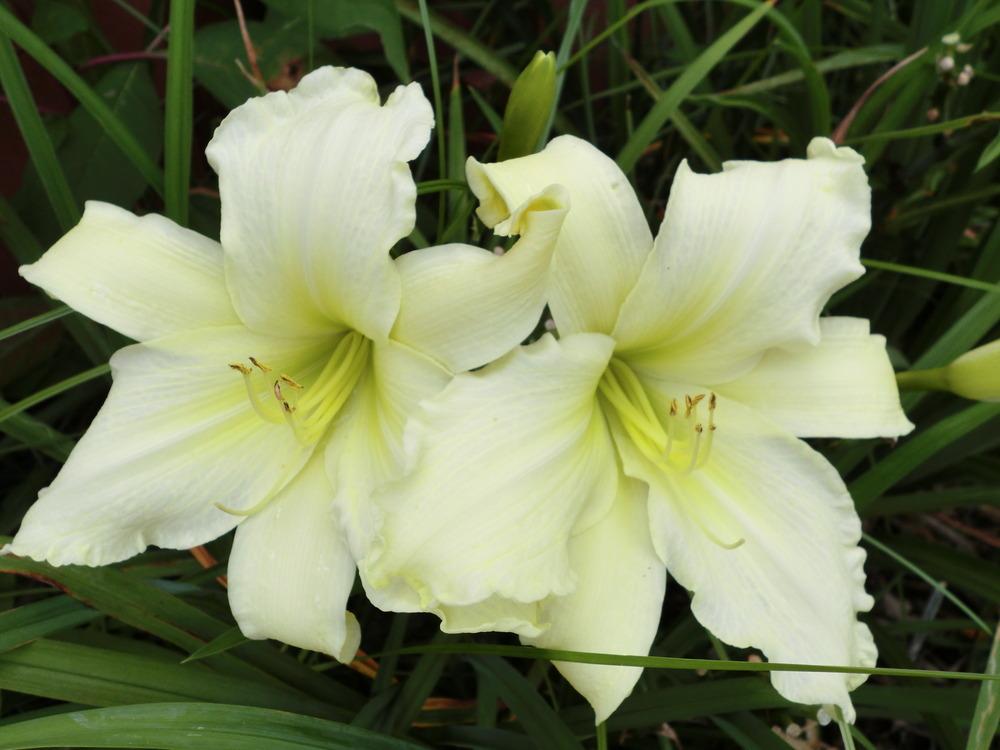 Tall white/near white daylilies? in the Daylilies forum - Garden.org