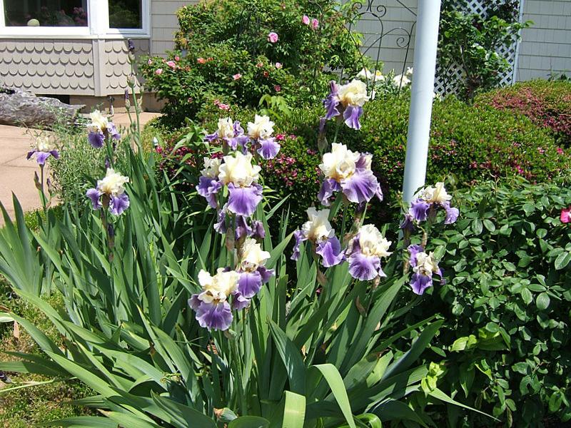 Photo of the entire plant of Tall Bearded Iris (Iris 'Mother Earth ...