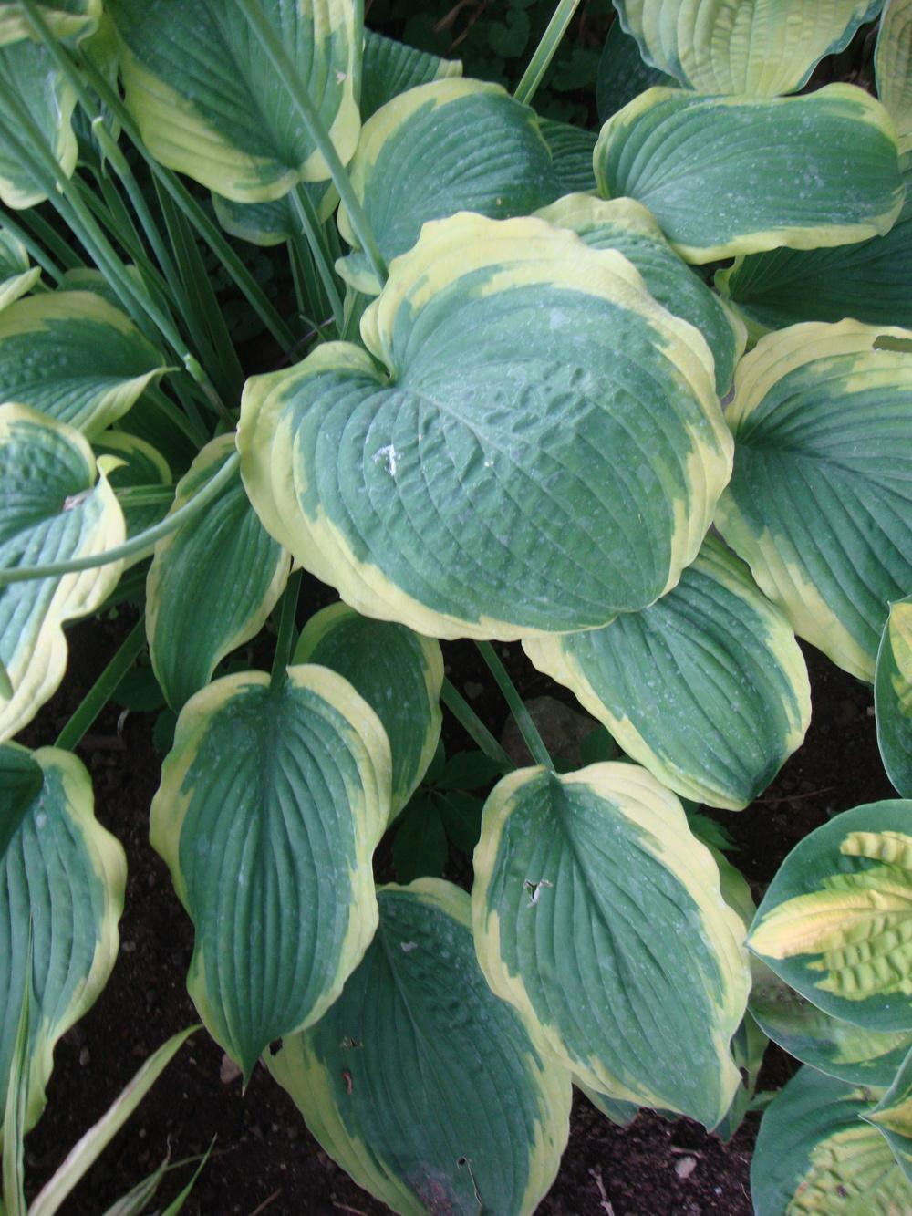 Photo of the leaves of Hosta 'Satisfaction' posted by Paul2032 - Garden.org