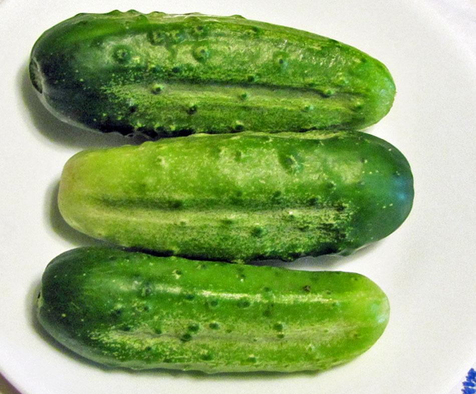 Cucumbers: Plant Care and Collection of Varieties - Garden.org