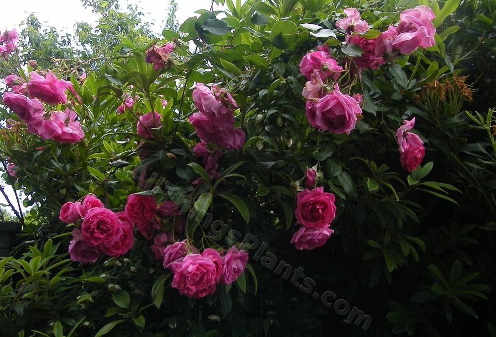 Photo of the entire plant of Rose (Rosa 'Parade') posted by bootandall ...