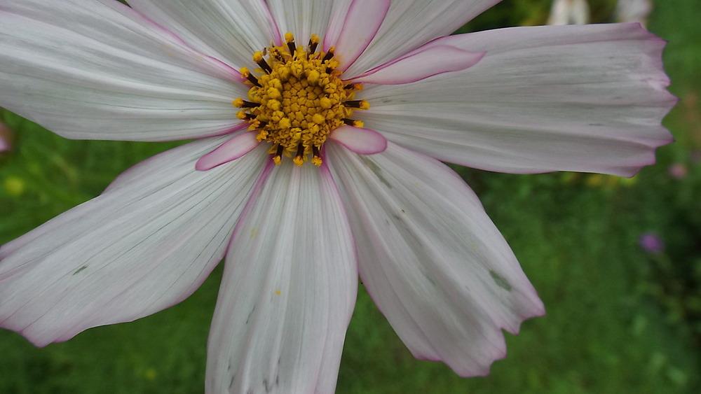Cosmos: Plant Care and Collection of Varieties - Garden.org